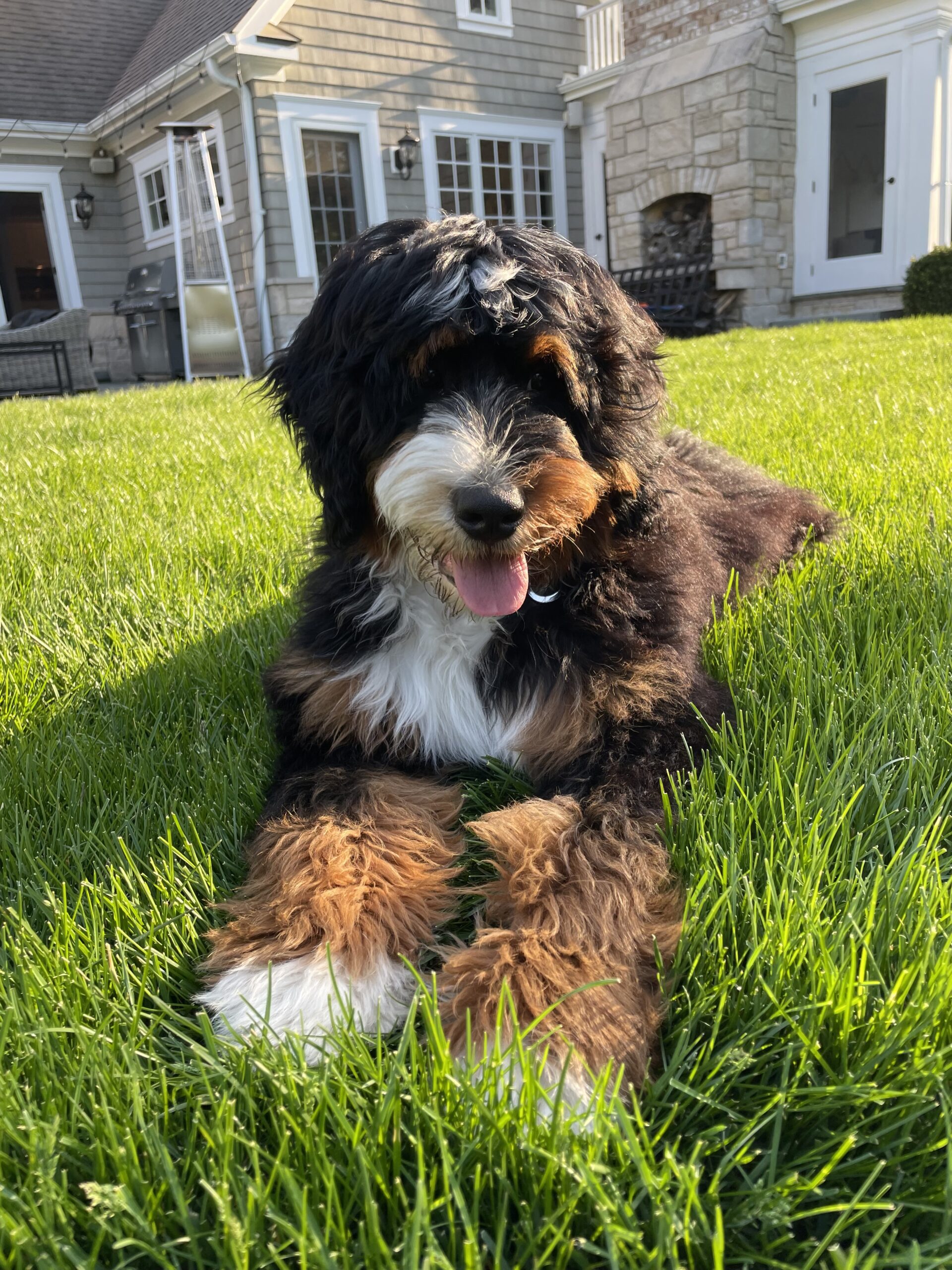 Bernedoodle Adulto