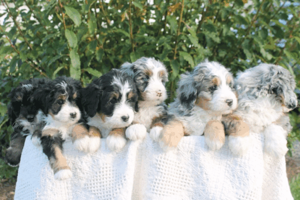 Mini Vs. Standard Bernedoodle: Choosing The Right Size
